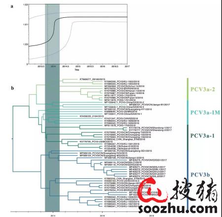 猪圆环病毒3型的起源、遗传多样性和进化动态分析|其他疾病【搜猪网_生猪预警网】