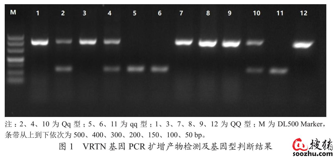 VRTN基因在商品猪群中的遗传效应及其在不同来源种猪群中的频率|其他疾病【搜猪网_生猪预警网】